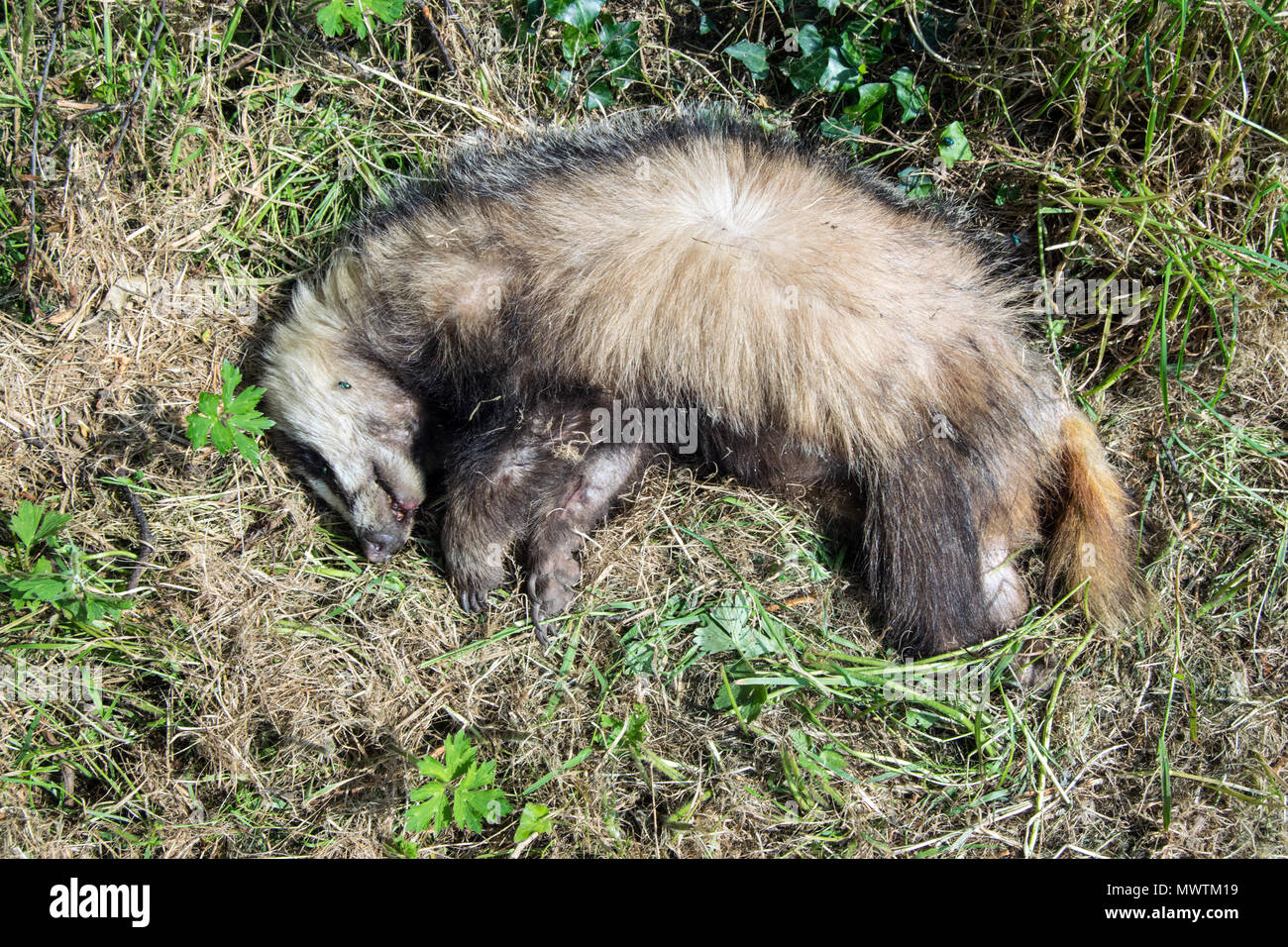 Badger body hi-res stock photography and images - Alamy