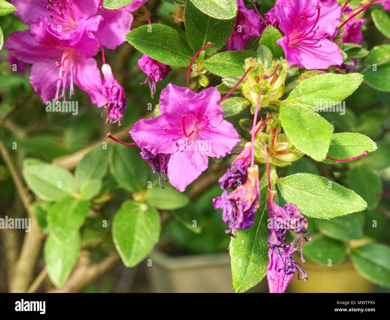 Bonsai tree rhododendron indicum hi-res stock photography and images ...