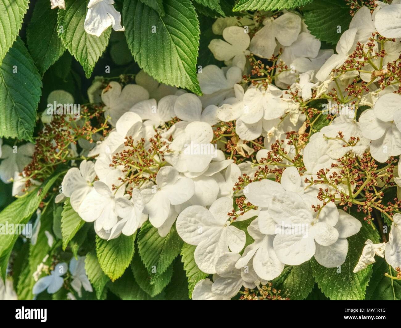 Blooming Philadelphus flowers in garden. Sweet smell of bush in lossom ...