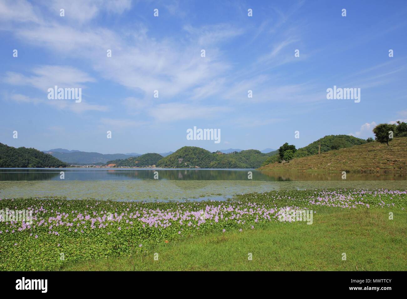 Idyllic landscape near Pokhara, Nepal. Water hyacinths growing on the ...