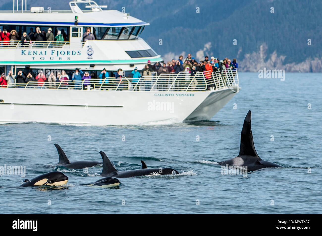 Killer whale (orca) pod (Orcinus orca), Resurrection Bay, Kenai Fjords ...