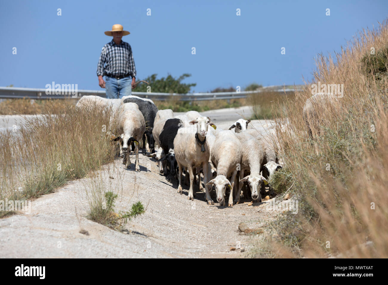 Shepherd with herd of goats along country road, Sifnos, Cyclades ...