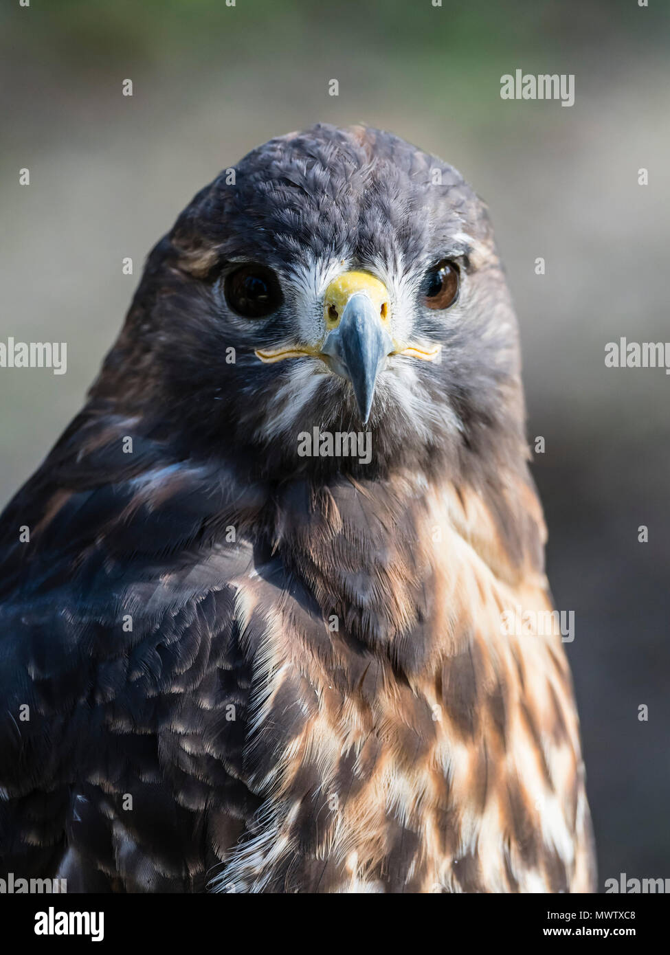 North american hawk hi-res stock photography and images - Alamy