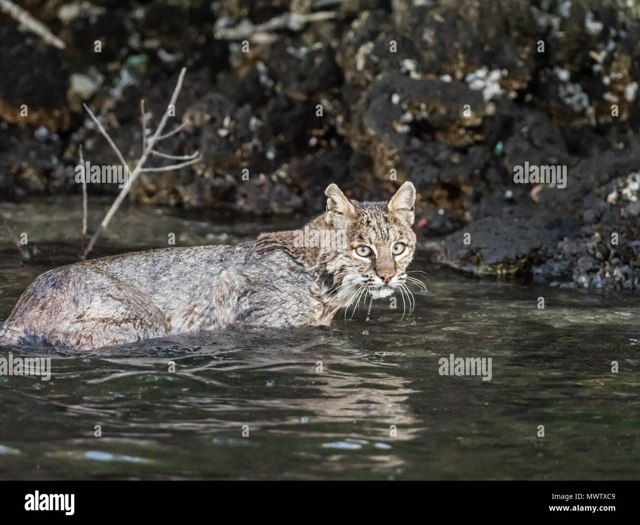 Bobcat Swimming