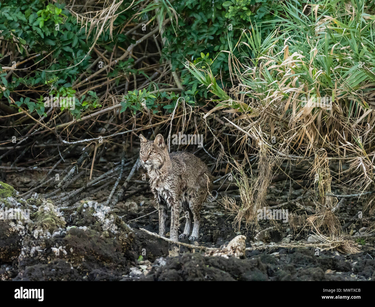 Bobcat Swimming