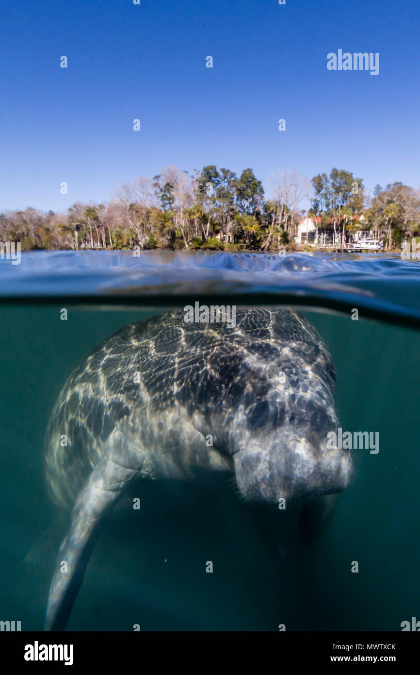 West Indian manatee (Trichechus manatus), half above and half below ...