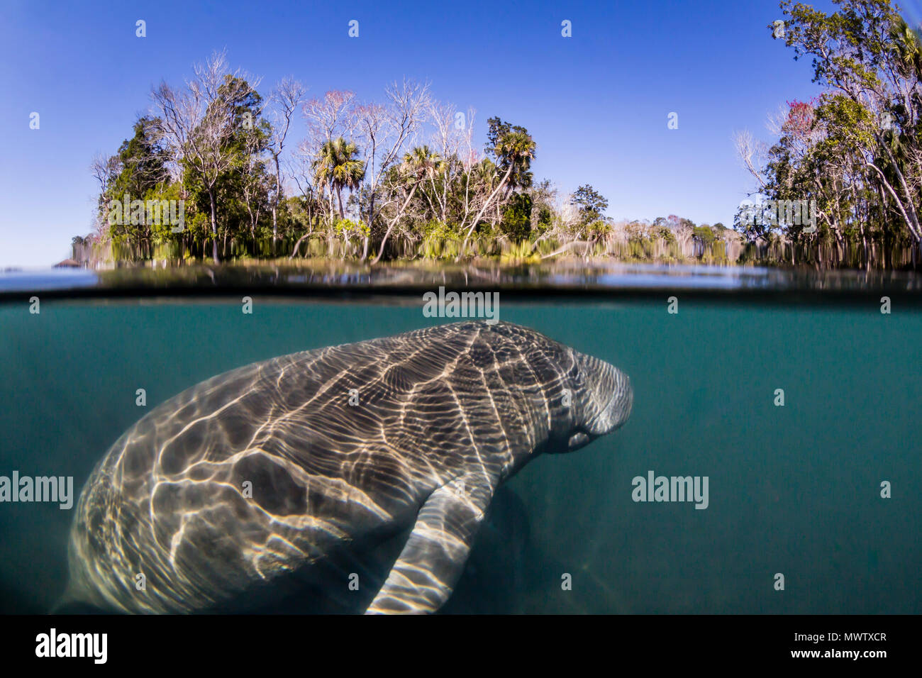 West Indian manatee (Trichechus manatus), half above and half below ...