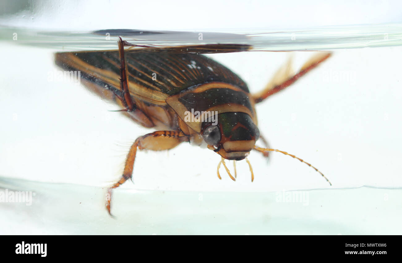 Great diving beetle Stock Photo - Alamy
