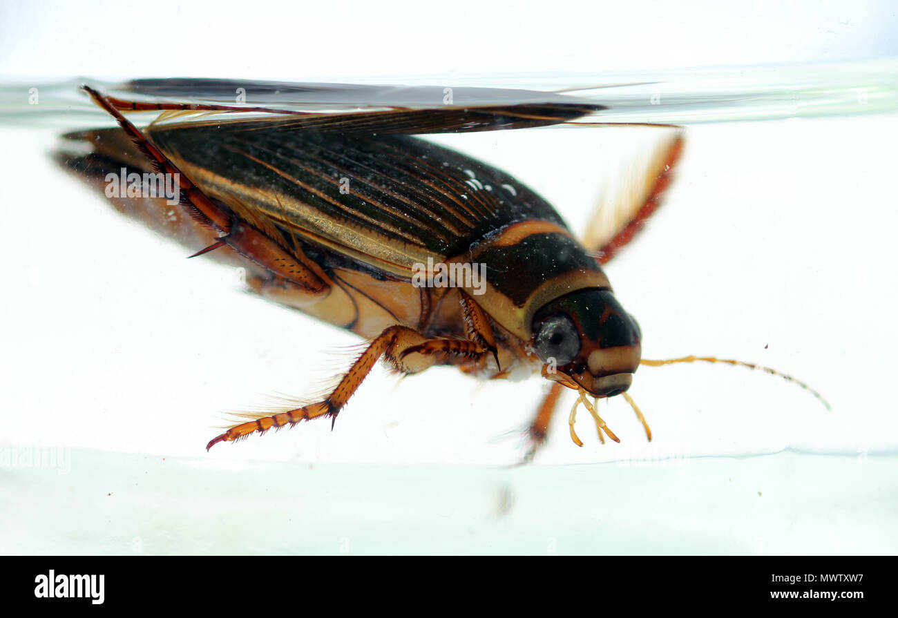 Great diving beetle Stock Photo - Alamy