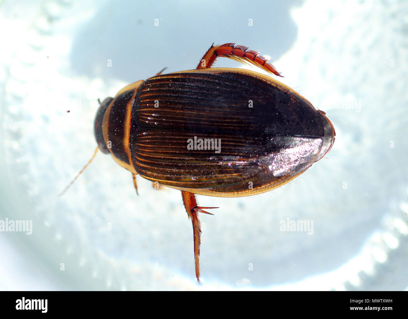 Great diving beetle Stock Photo - Alamy