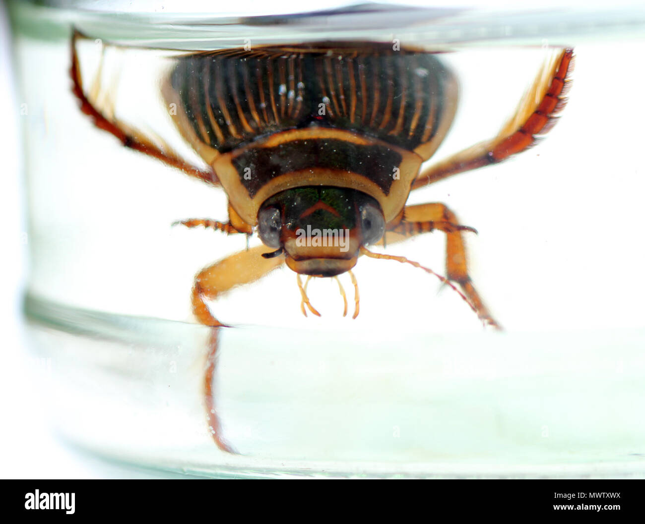 Great diving beetle Stock Photo - Alamy