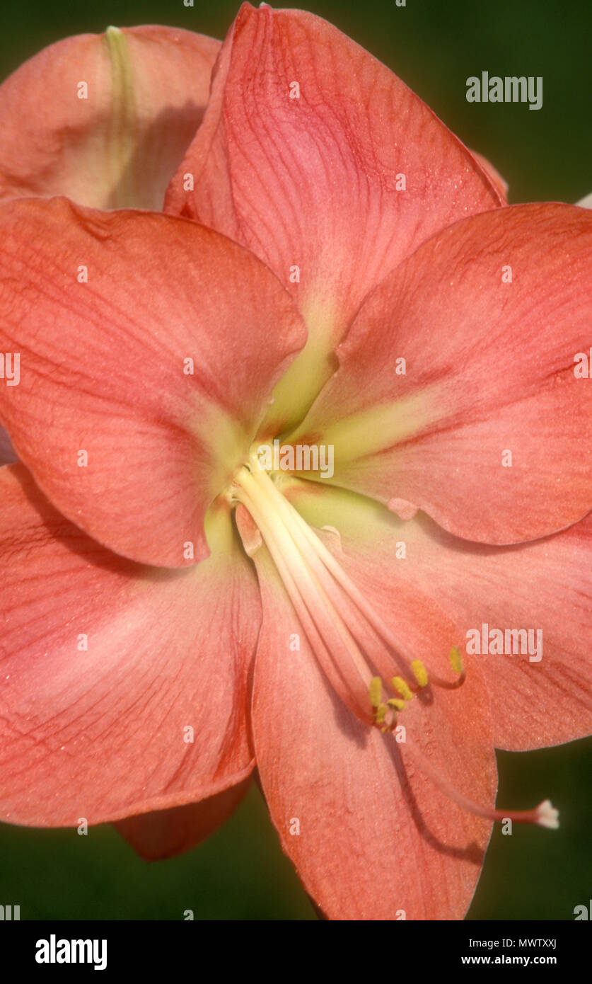HIPPEASTRUM 'VERA'' FLOWER ALSO KNOWN AS FIRE LILY Stock Photo - Alamy