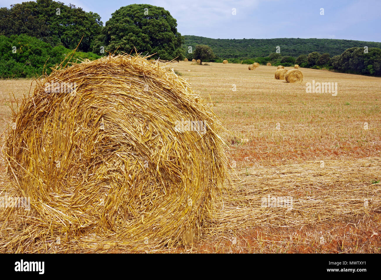 Haycut hi-res stock photography and images - Alamy