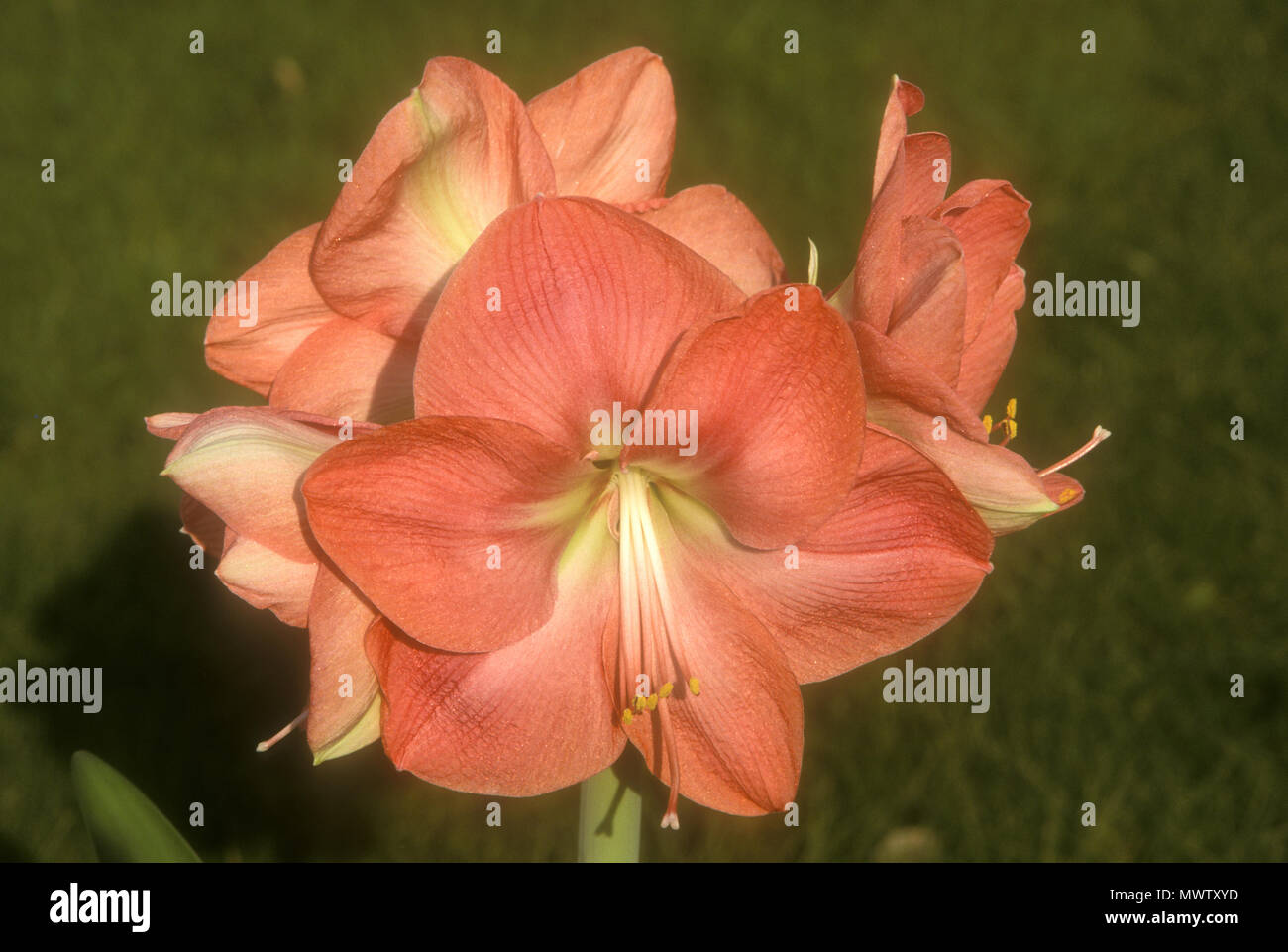 HIPPEASTRUM 'VERA'' FLOWER ALSO KNOWN AS FIRE LILY Stock Photo - Alamy