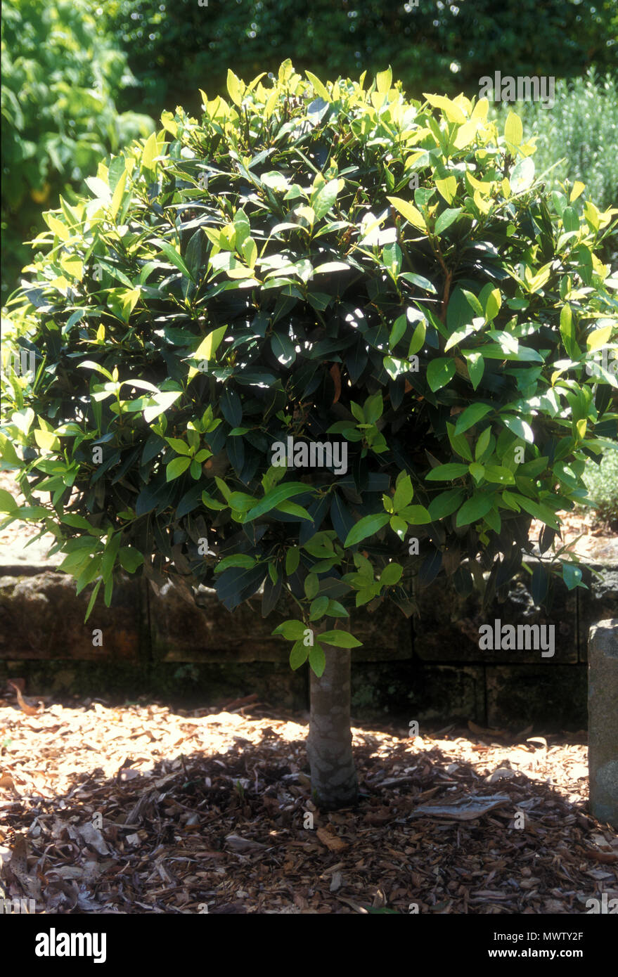 Bay tree laurus nobilis standard hi-res stock photography and images ...