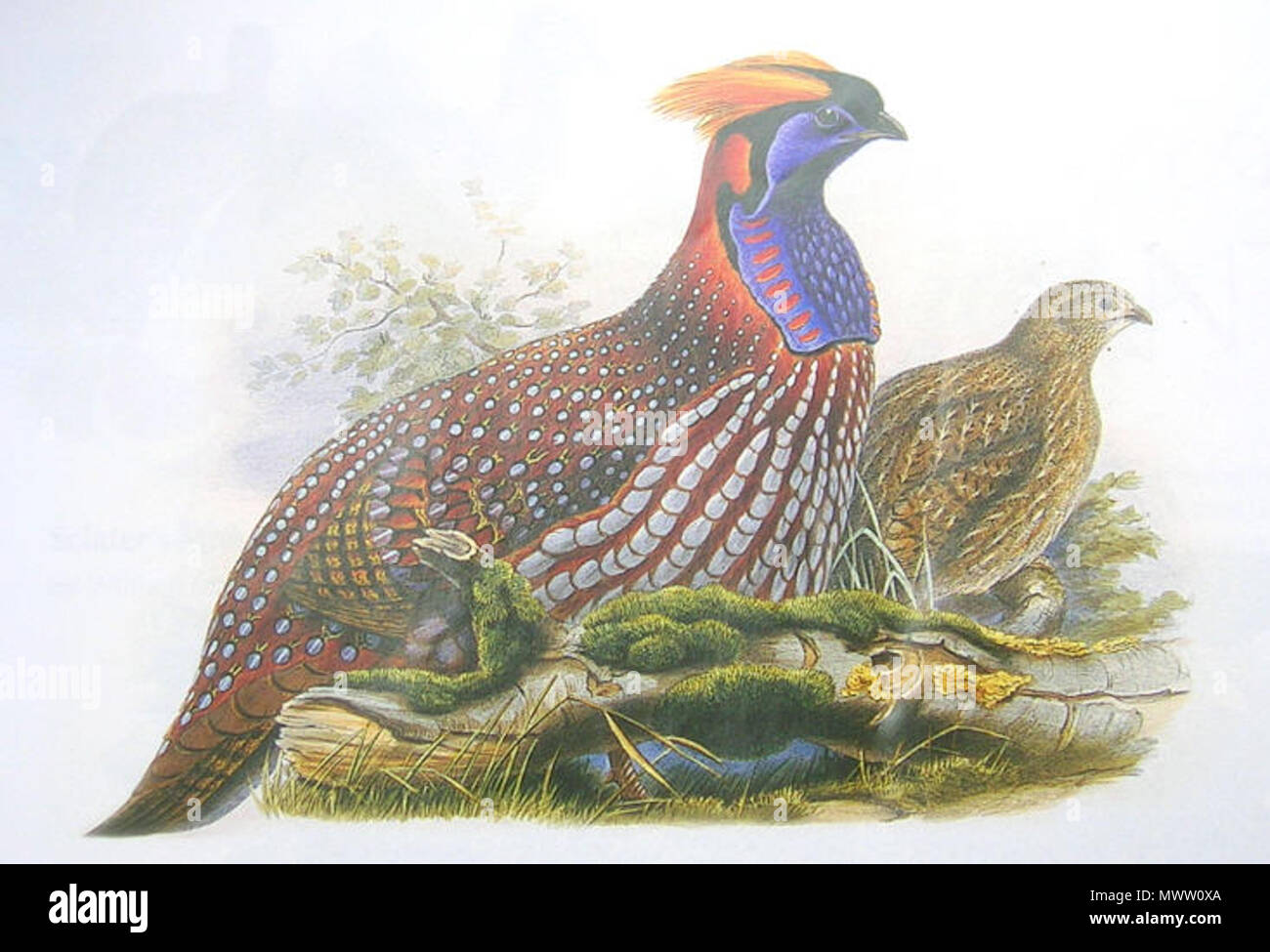 Temmincks tragopan tragopan temminckii hi-res stock photography and ...