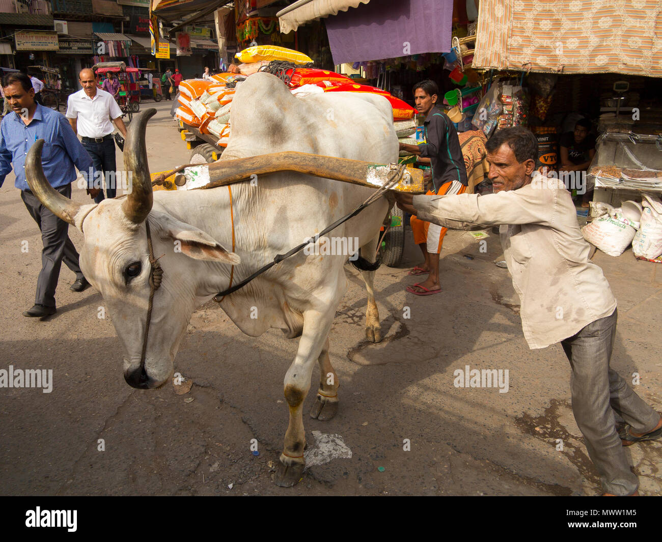 Indian man bullock cart hi-res stock photography and images - Alamy