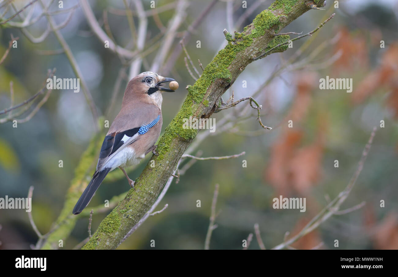Jay with acorn hi-res stock photography and images - Alamy