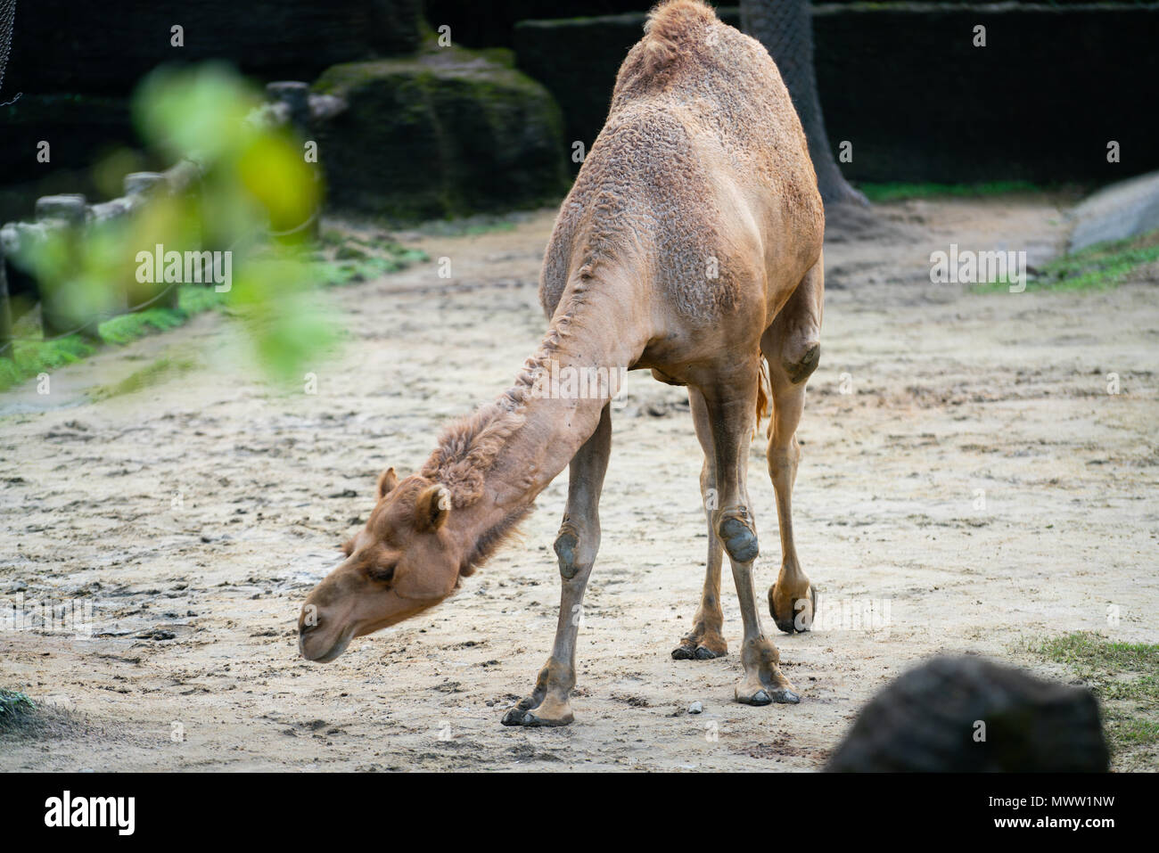 Standing Old dromedary arabian camel from Egypt Stock Photo - Alamy
