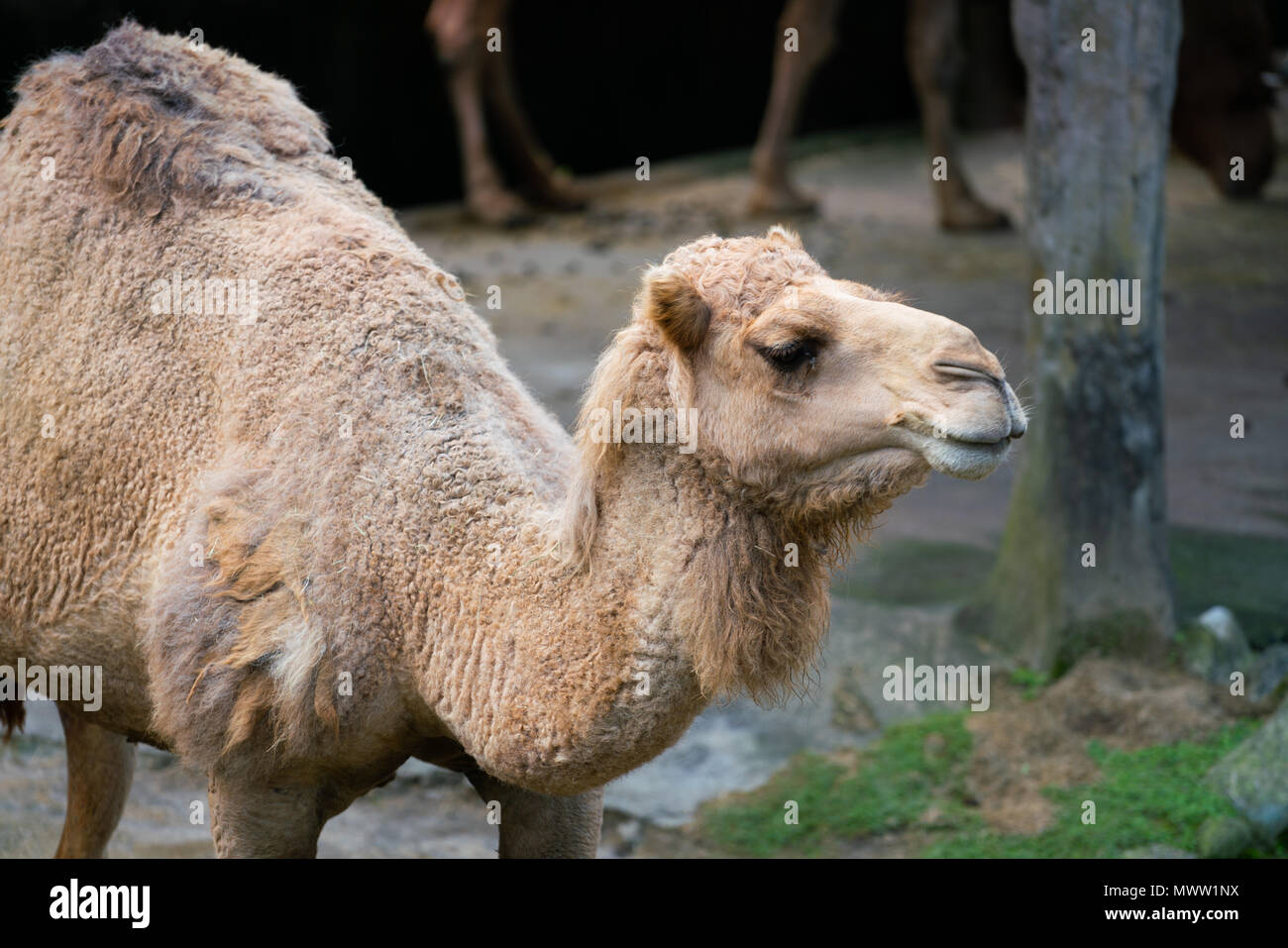 One hump camel hi-res stock photography and images - Alamy