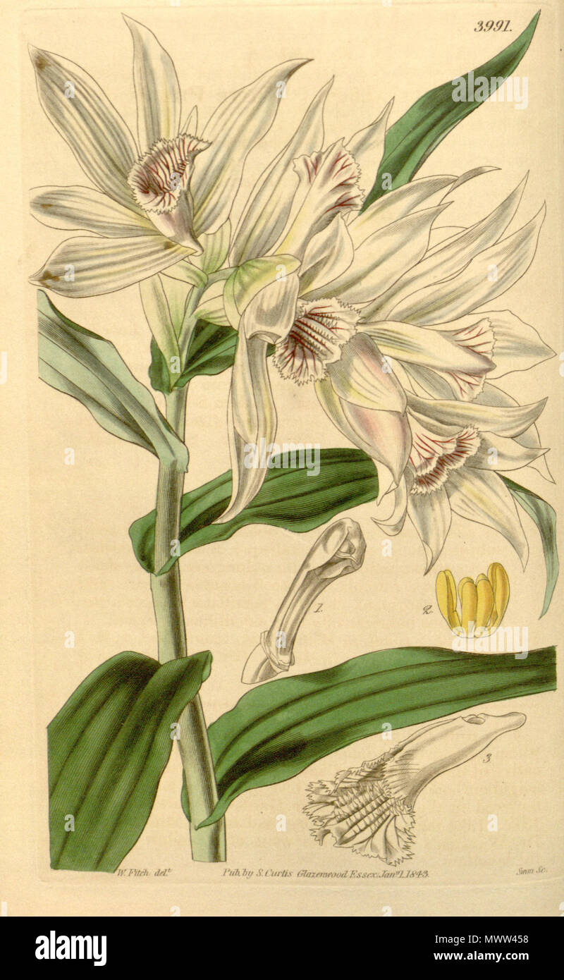 Phaius albus hi-res stock photography and images - Alamy