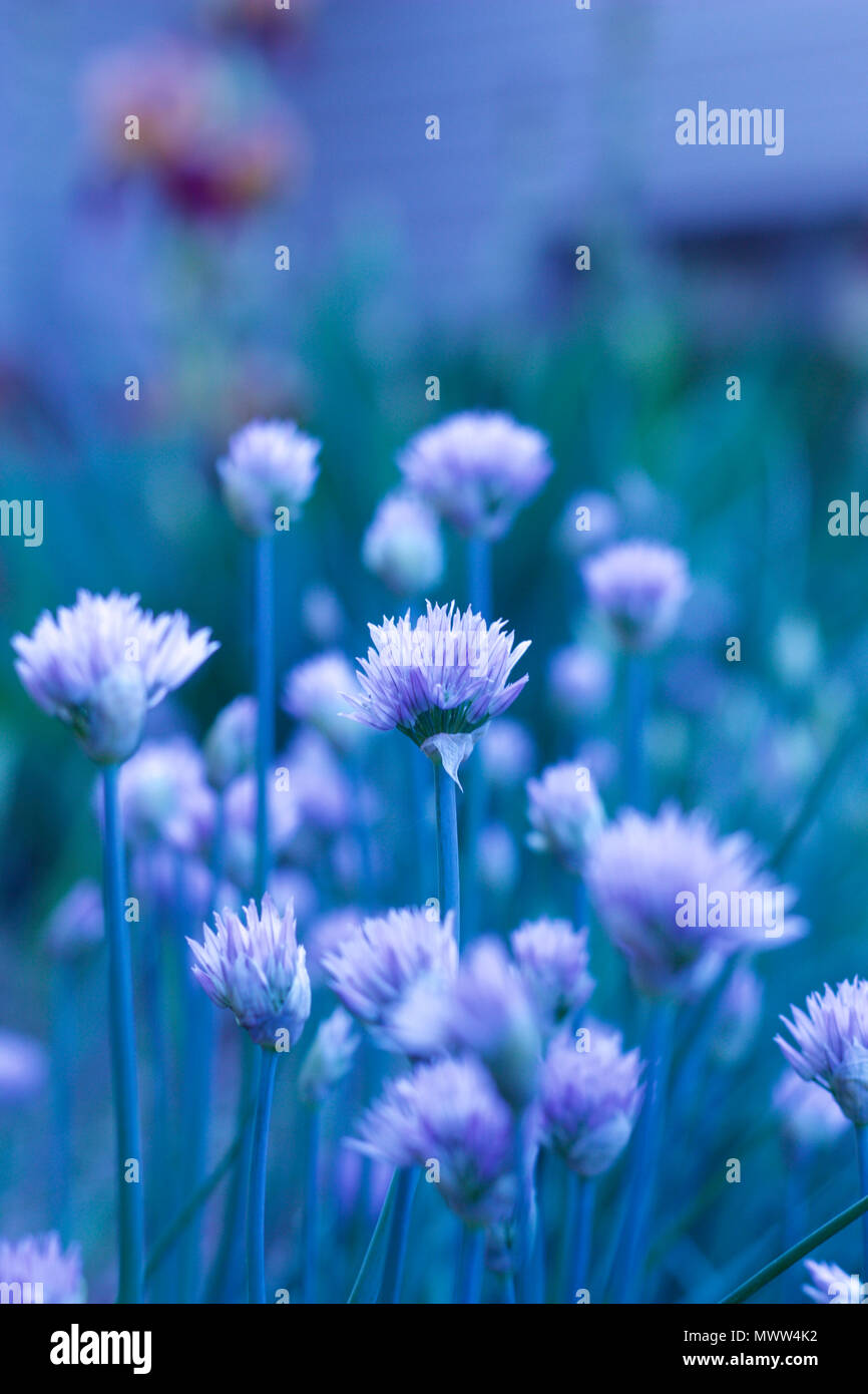 Flower blossoms on chive plants with blue hued background Stock Photo ...