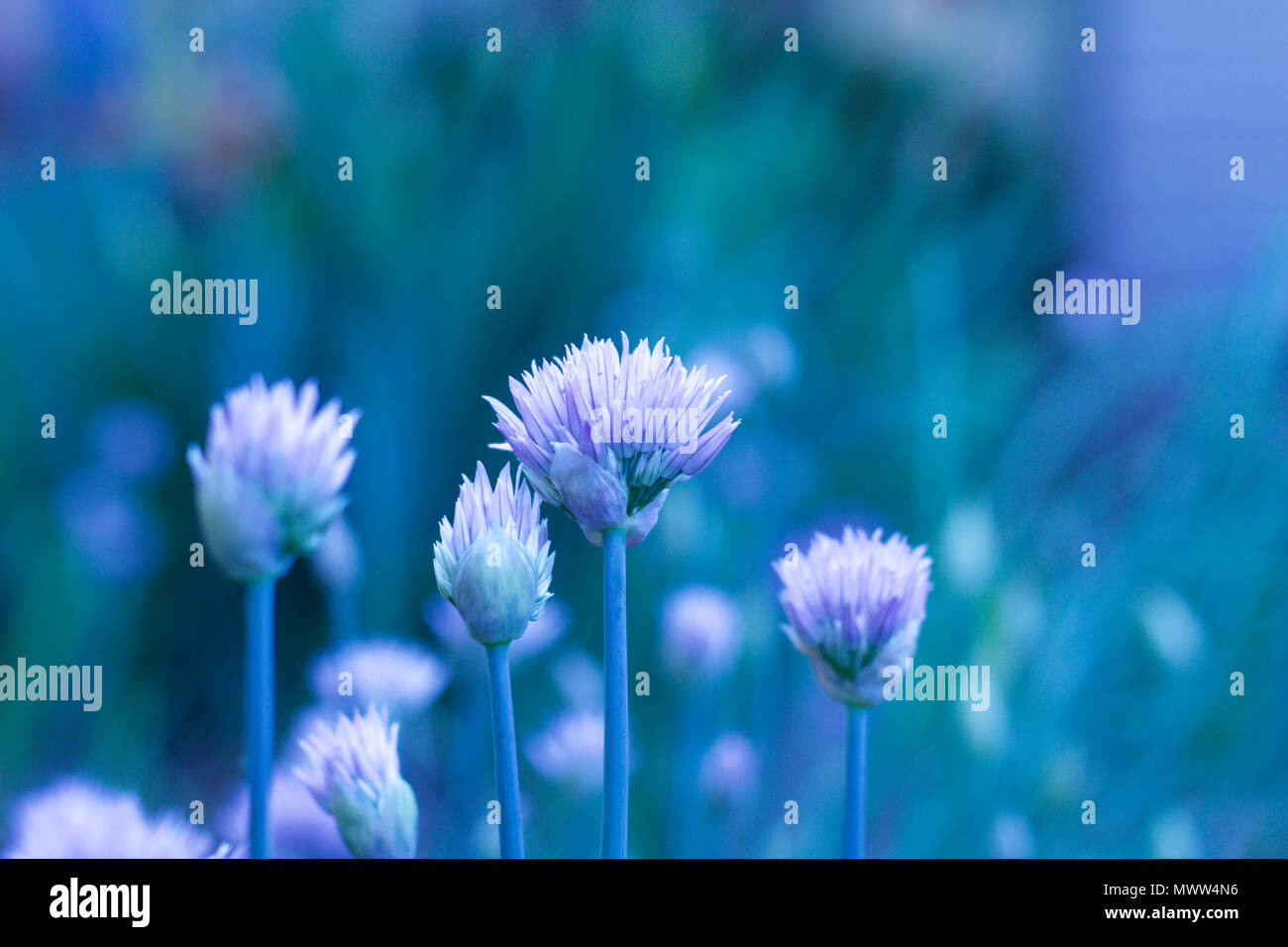 Flower blossoms on chive plants with blue hued background Stock Photo ...