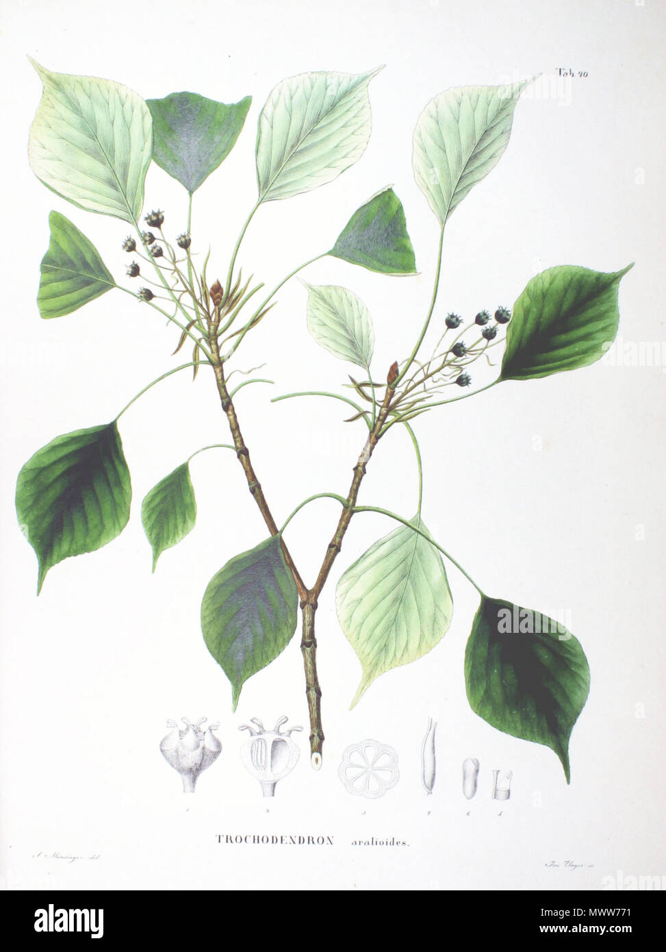 . Trochodendron aralioides Plate from book . 1870. Philipp Franz von ...