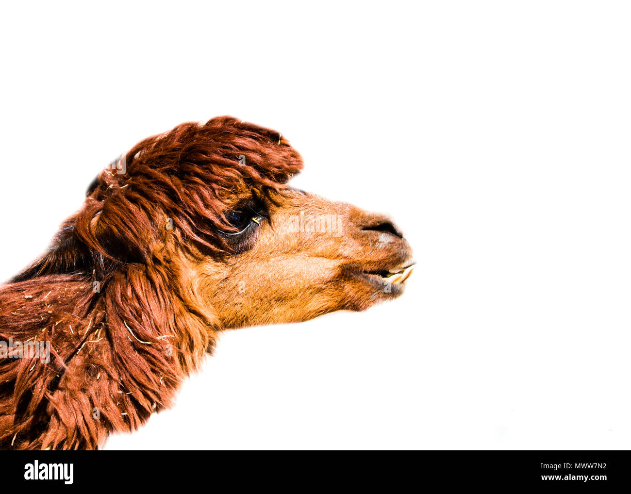 Ginger lama hi-res stock photography and images - Alamy