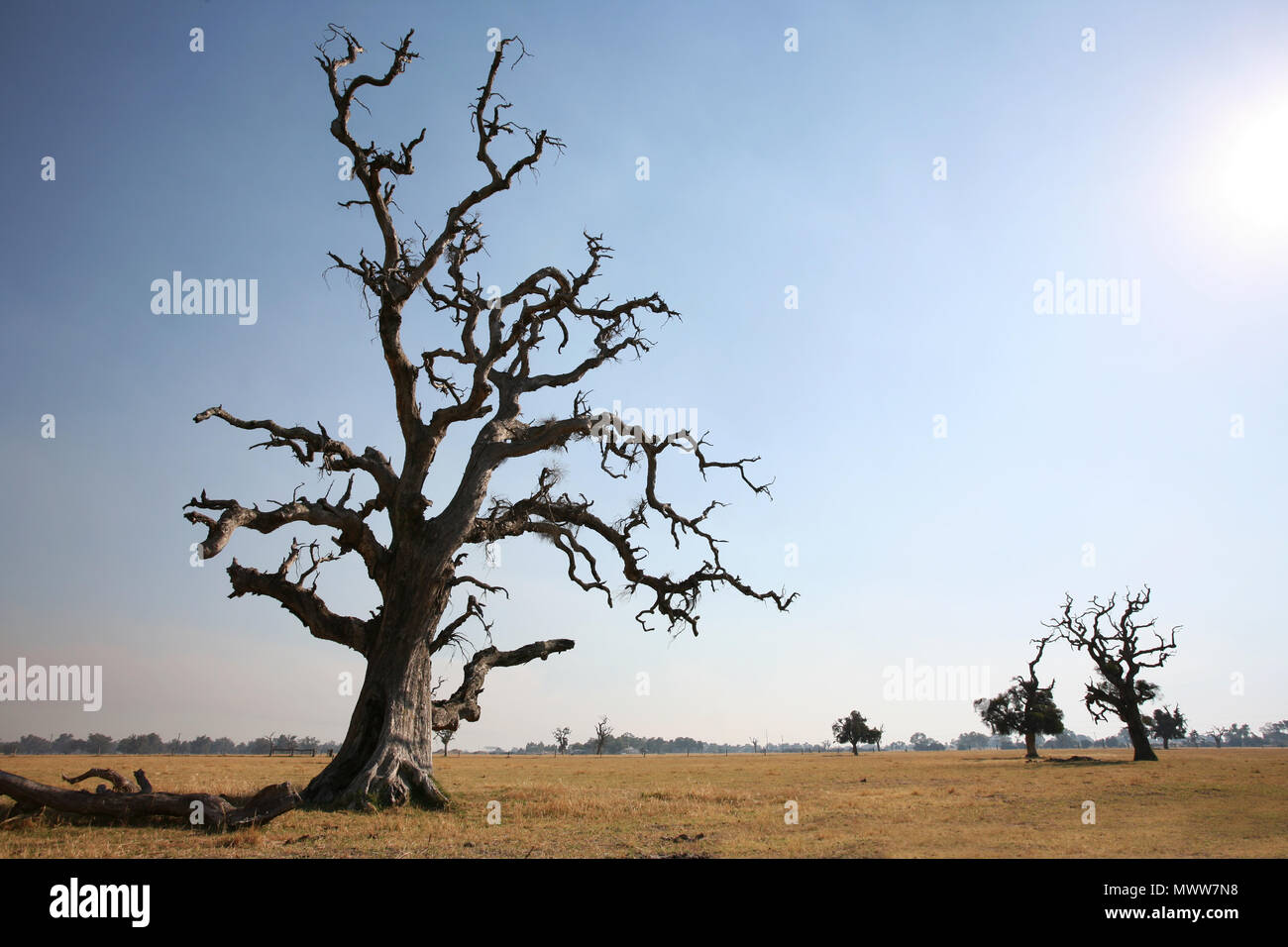 Australian summer tree hi-res stock photography and images - Alamy