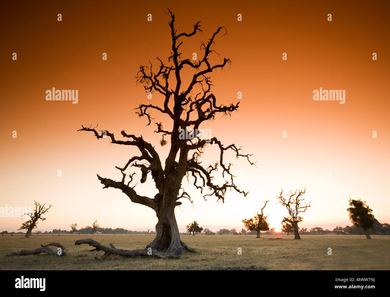 Gnarled Tree High Resolution Stock Photography and Images - Alamy
