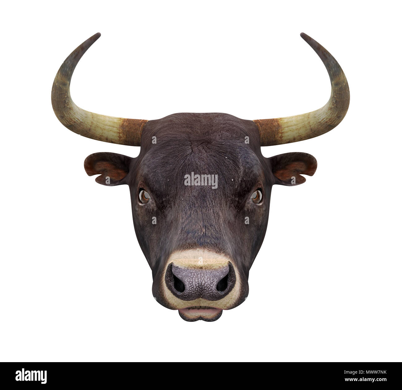 Steer head hi-res stock photography and images - Alamy