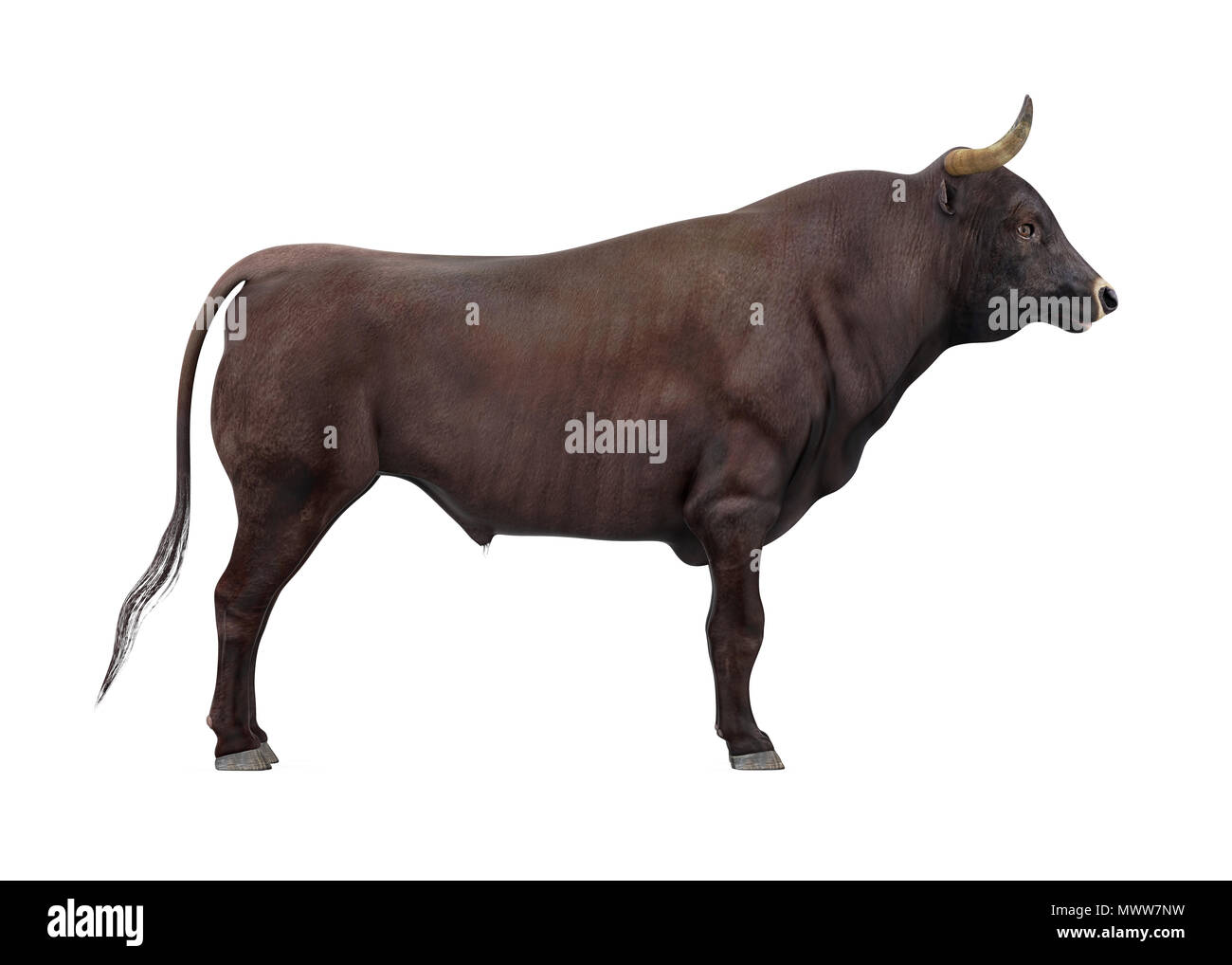 Rodeo bull danger Cut Out Stock Images & Pictures - Alamy