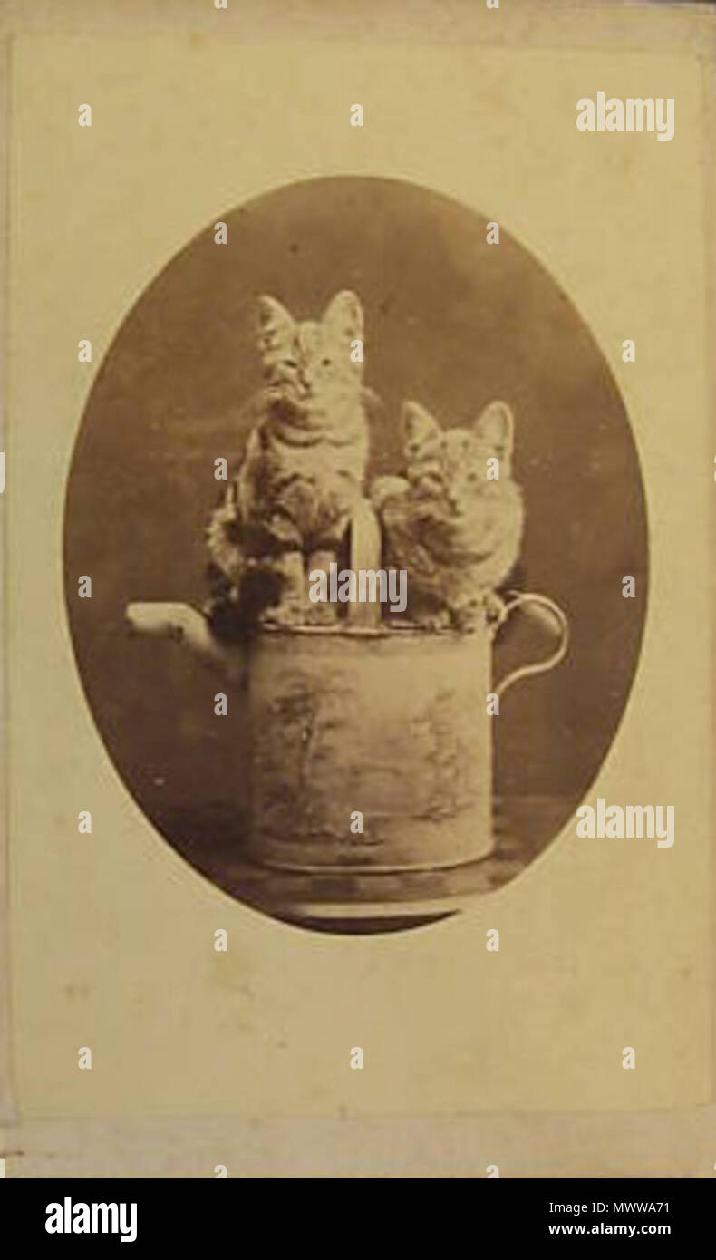 . English: Two young cats posed on a decorated watering can, a carte ...
