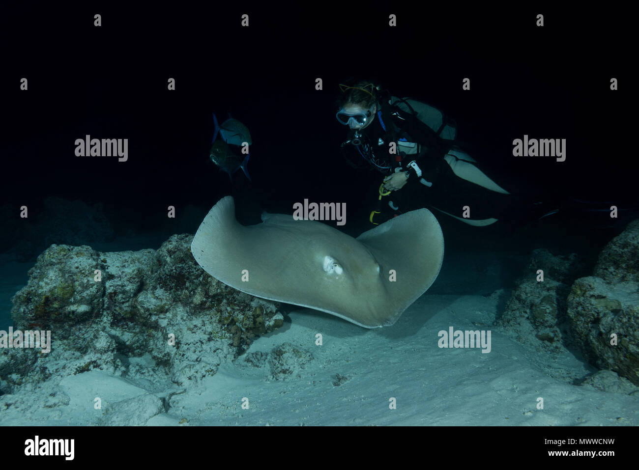 Female scuba diver swims with stingray at night. Pink whipray or Banana ...