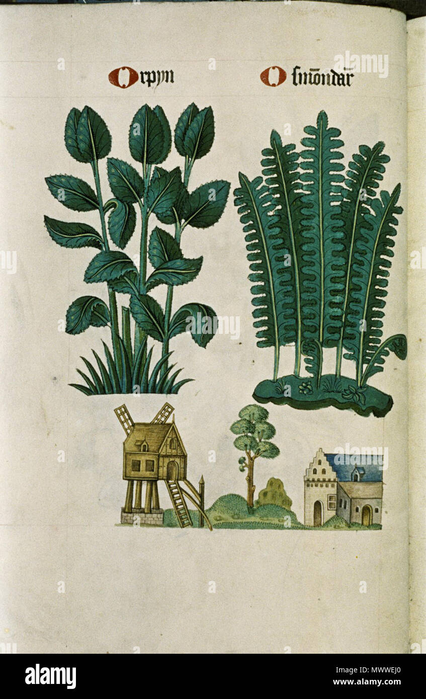 . The Tudor Pattern Book. Bodleian Library, MS. Ashmole 1504 . between ...