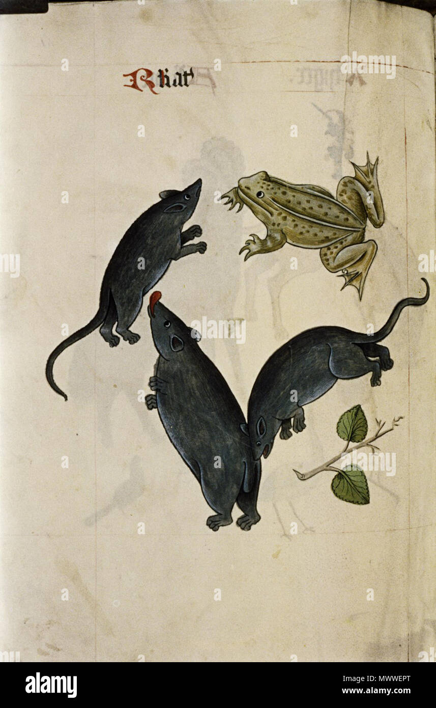 . The Tudor Pattern Book. Bodleian Library, MS. Ashmole 1504 . between ...