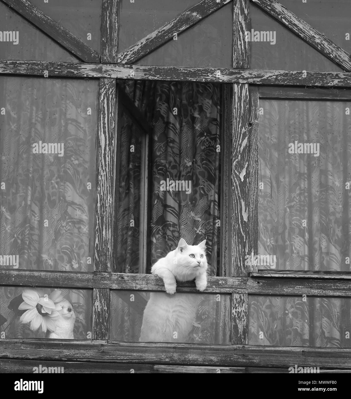 Sad cat window Black and White Stock Photos & Images - Alamy
