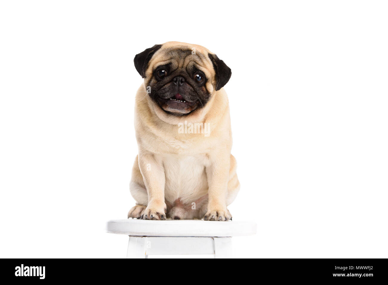 cute little pug sitting on chair isolated on white Stock Photo - Alamy