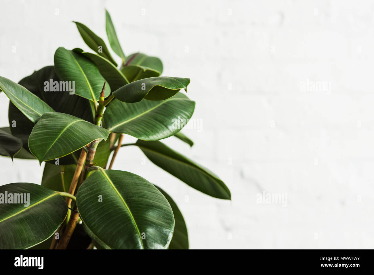 Indian rubber fig ficus elastica hi-res stock photography and images ...