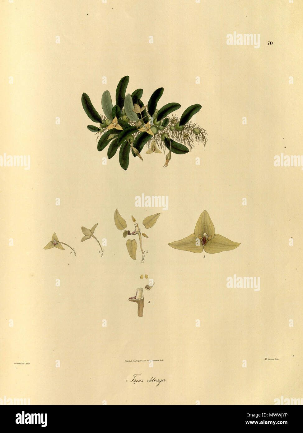 . Illustration of Trias oblonga . 1830. Nathaniel Wallich (1786-1854 ...