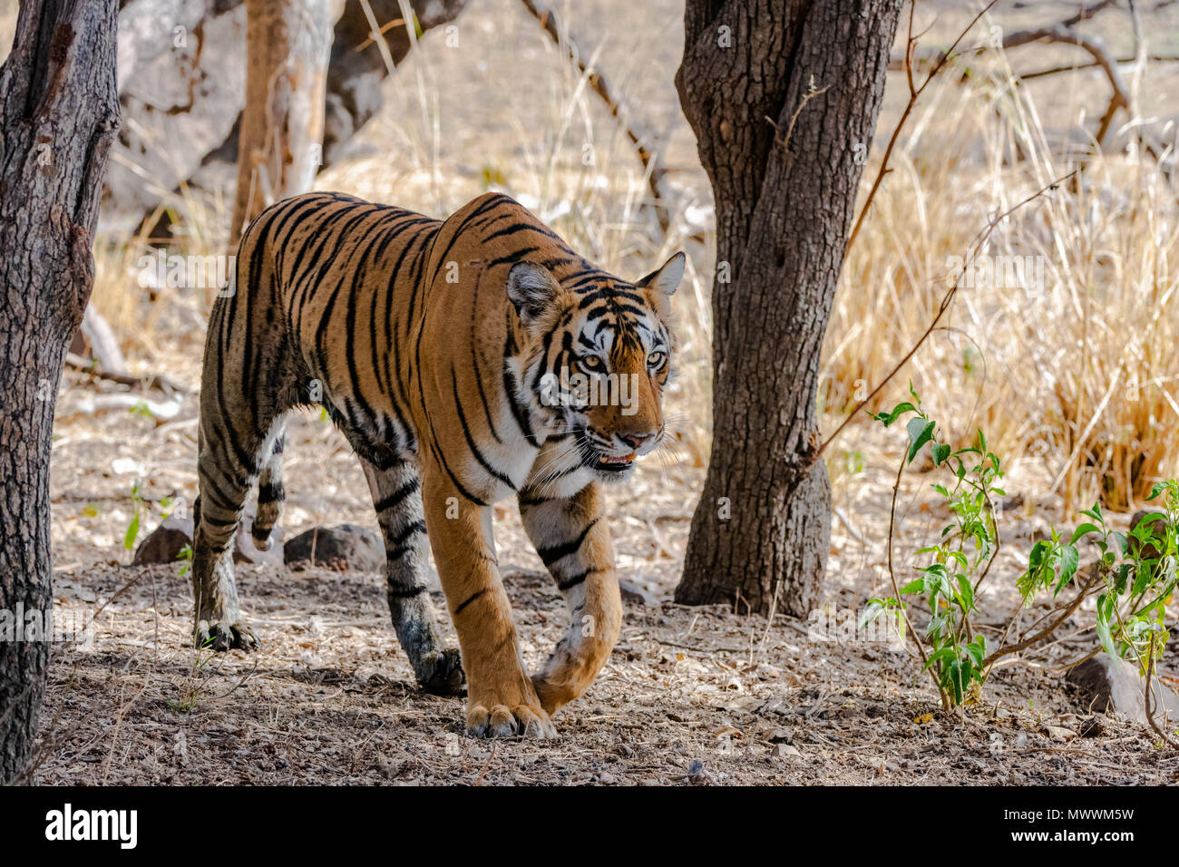 Tiger Walking Through Forest High Resolution Stock Photography and ...