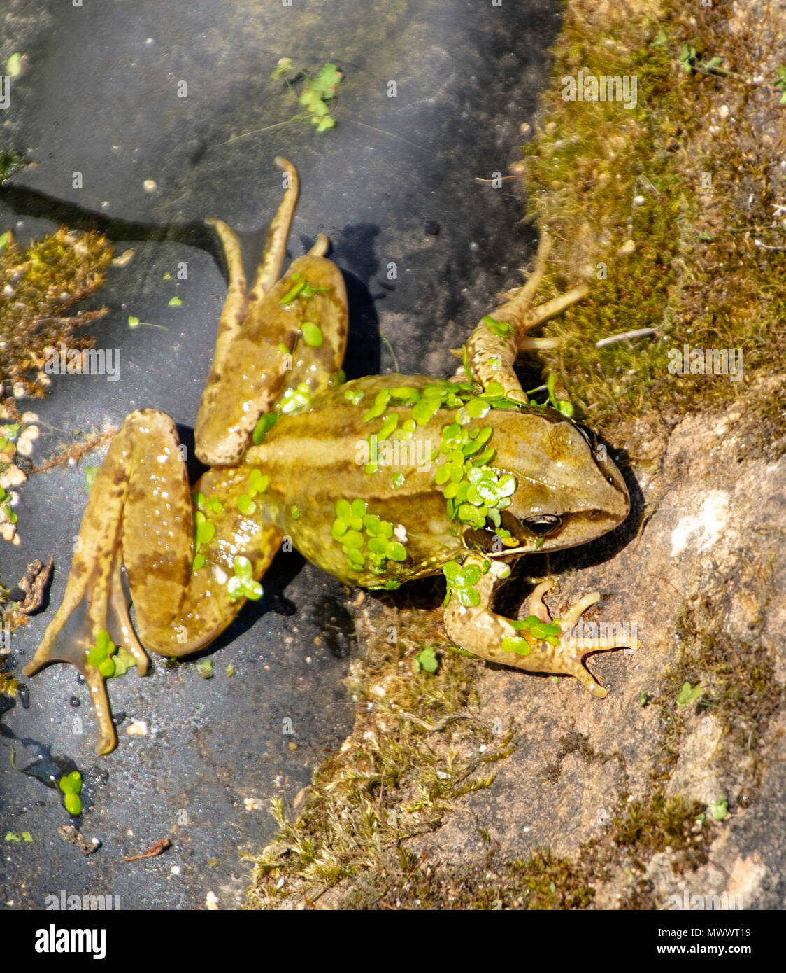 Close up of a frog in a garden pond Stock Photo - Alamy