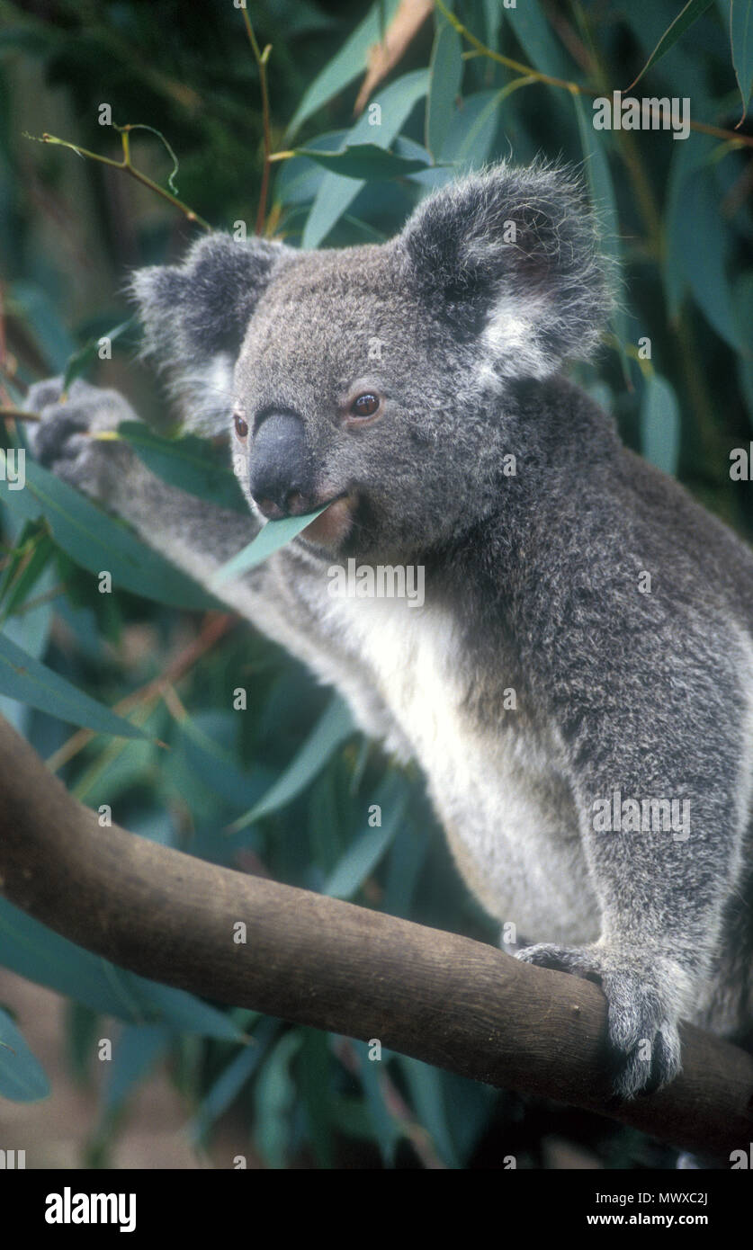 KOALA (PHASCOLARCTOS CINEREUS) CHEWING A GUM LEAF, TASMANIA, AUSTRALIA ...