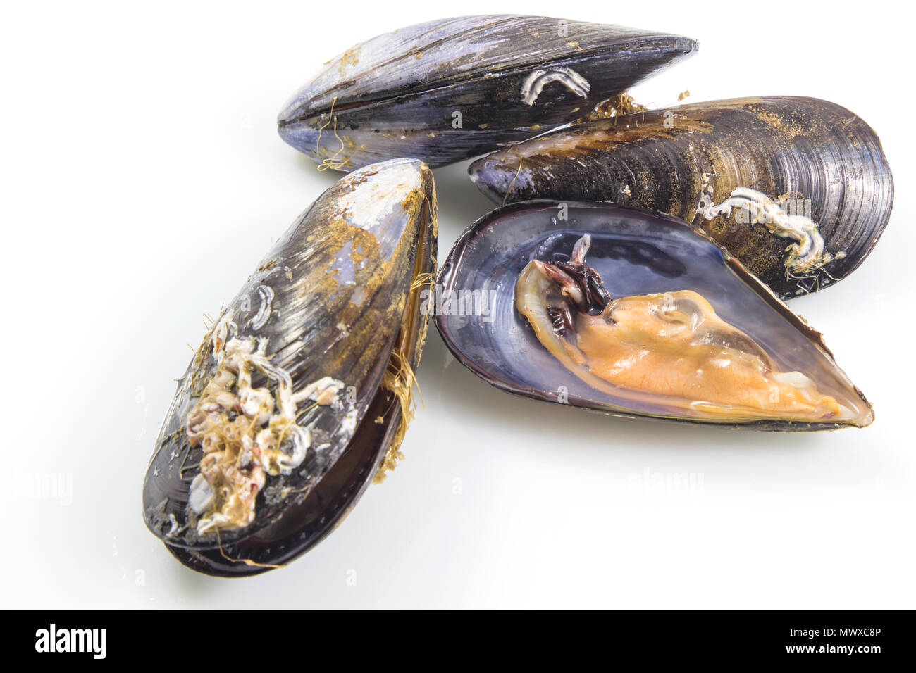 Fresh mussel, boiled mussels, seafood isolated on white background with ...