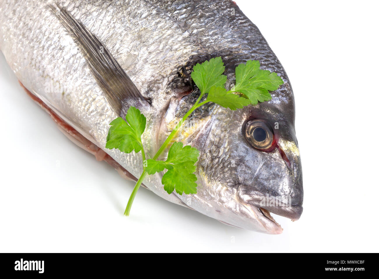 Fresh fish with green basil isolated in white background with clipping ...