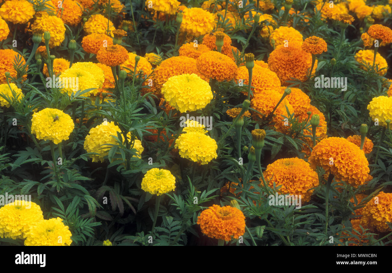 Marigold tagetes erecta gold coin hi-res stock photography and images ...