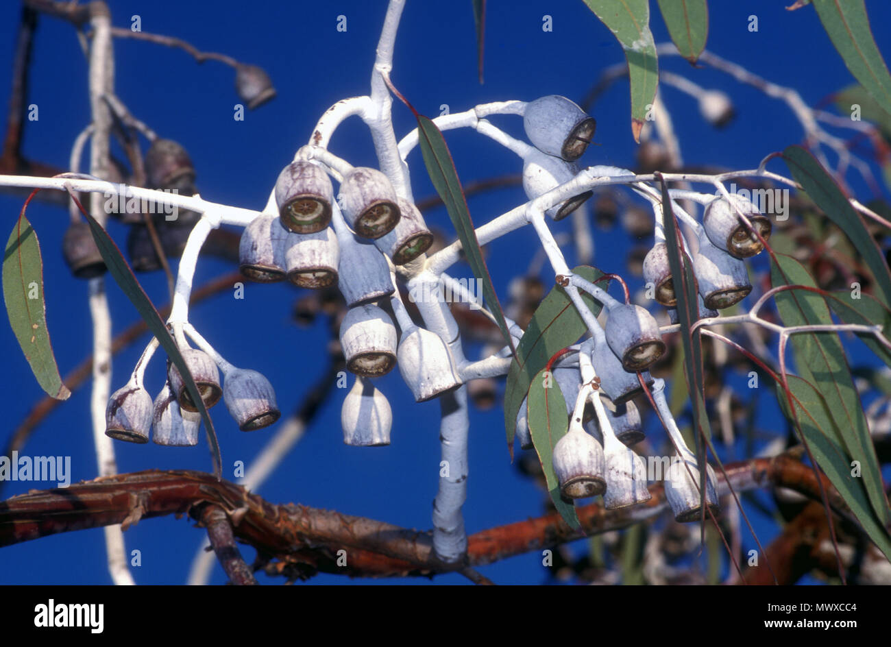 Silver princess gum tree hi-res stock photography and images - Alamy