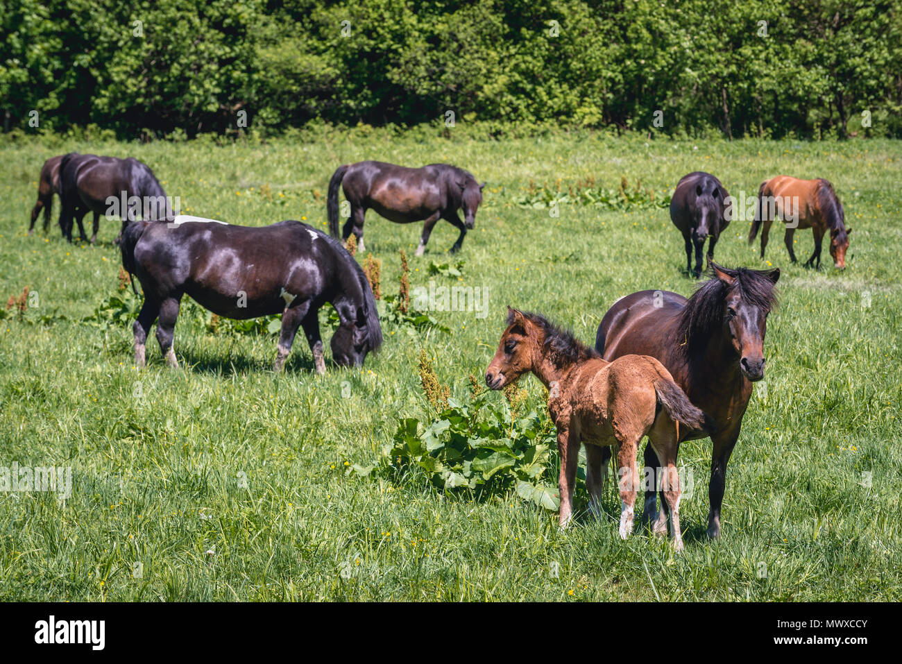 Herd of Hucul pony horses on a pasture near Wolosate village in Western ...