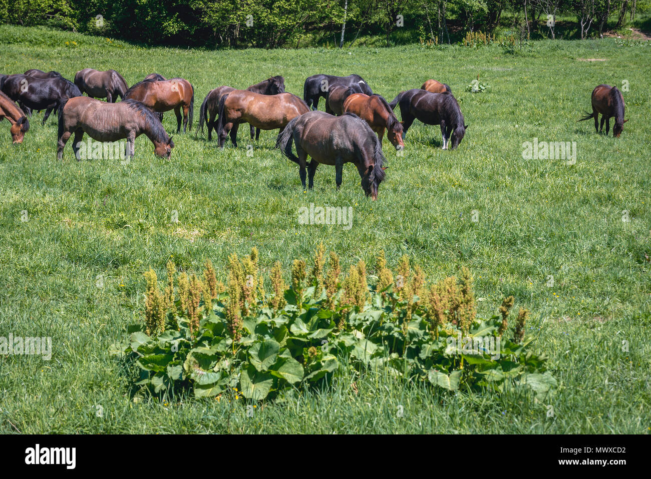Herd of Hucul pony horses on a pasture near Wolosate village in Western ...